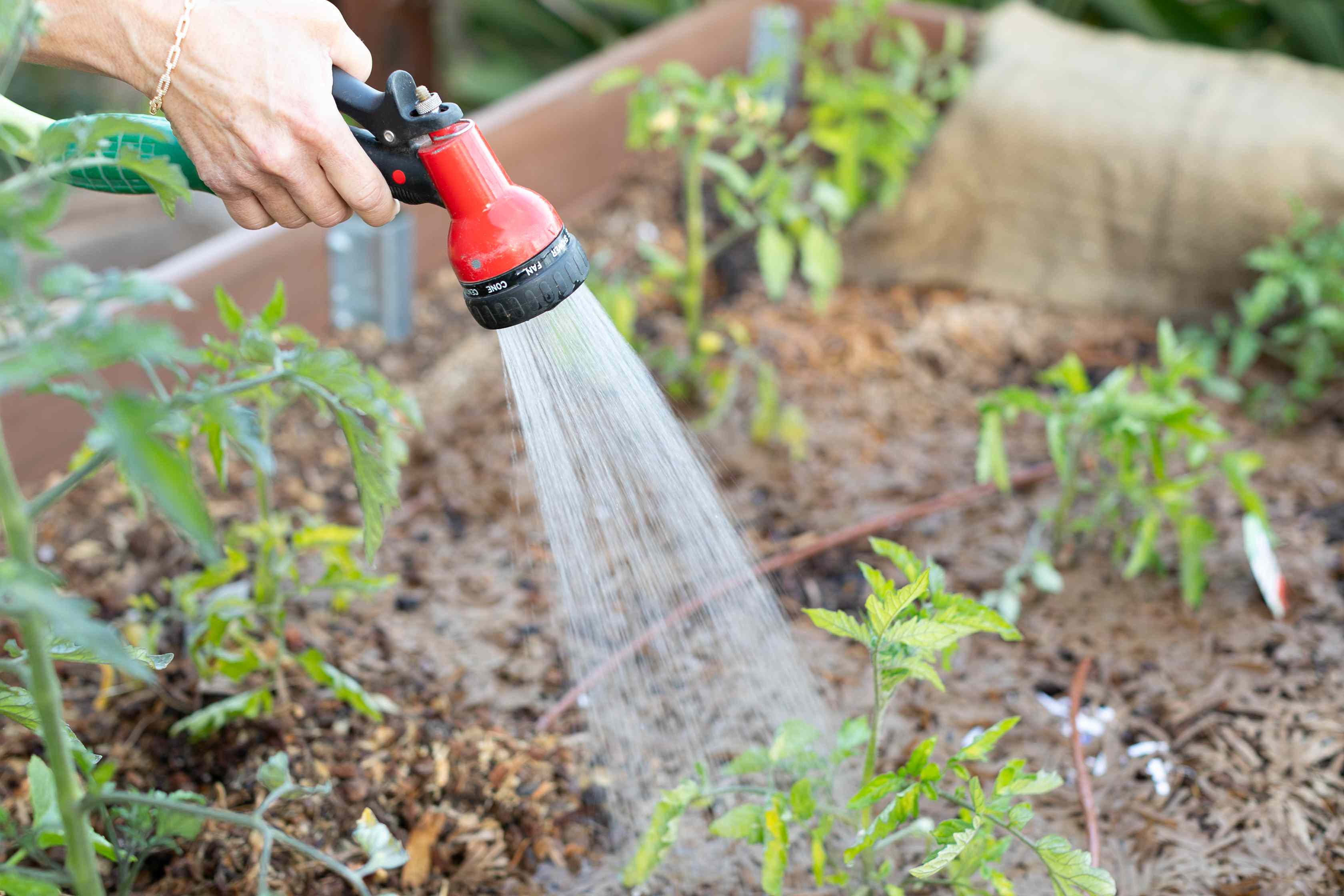 Your vegetable garden might need more water than you think—here’s the ...