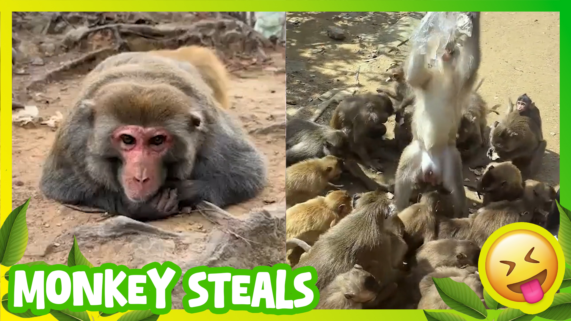 Aap Steelt de Snack! 🐵😆 | Grappig & Ondeugend Diermoment