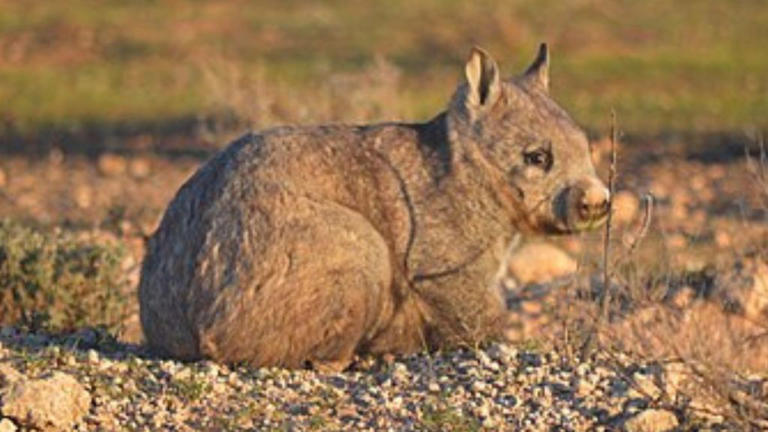 Sabattus residents vote to keep struggling police department