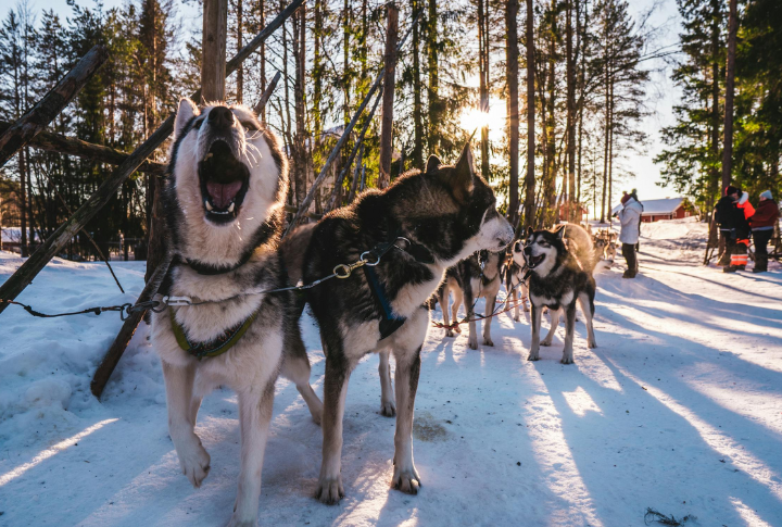 10 Animals That Carry Powerful Symbolism Around The World