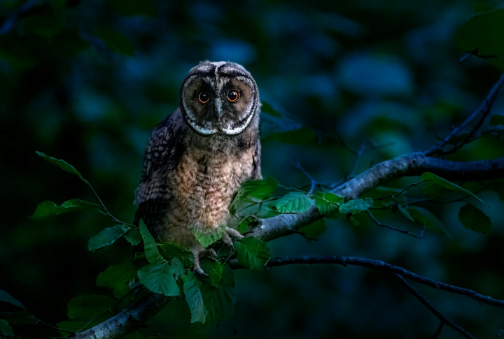 10 Animals That Carry Powerful Symbolism Around The World