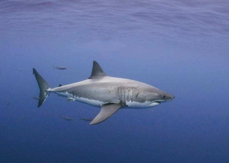 Welcome to Shark School: A 5-Day Ocean Animal Lesson Plan for Kids