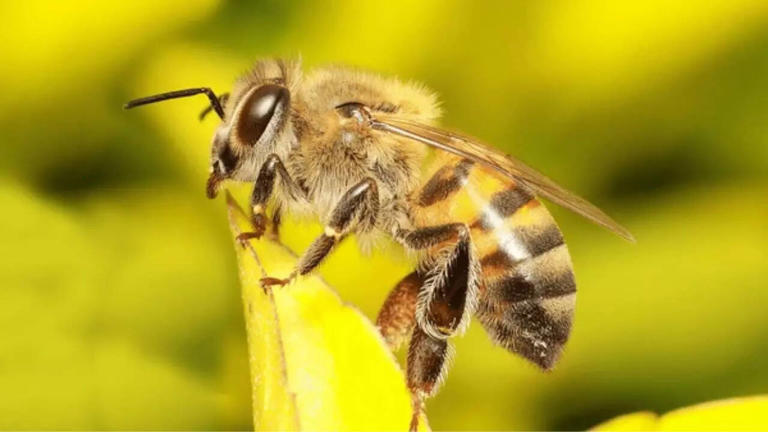 10 deadliest bees you should never mess with