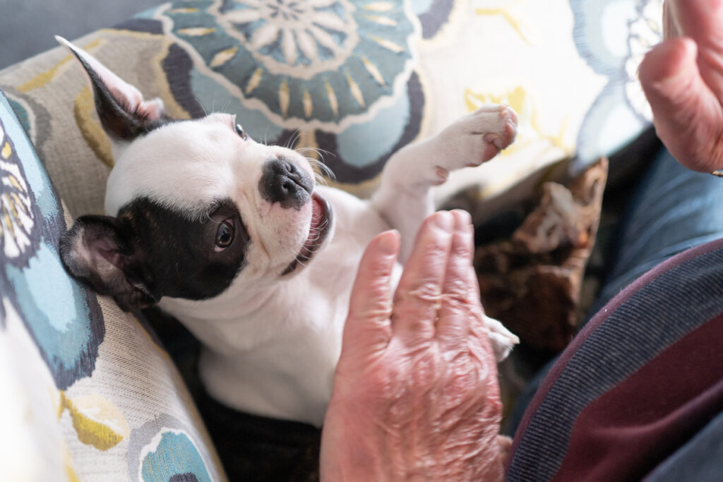 15 Best Dog Breeds for Men Over 70 Who Want a Loyal Sidekick