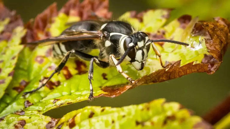 10 deadliest bees you should never mess with