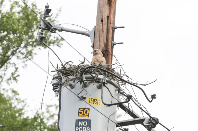 Austin Energy releases insight into May microburst
