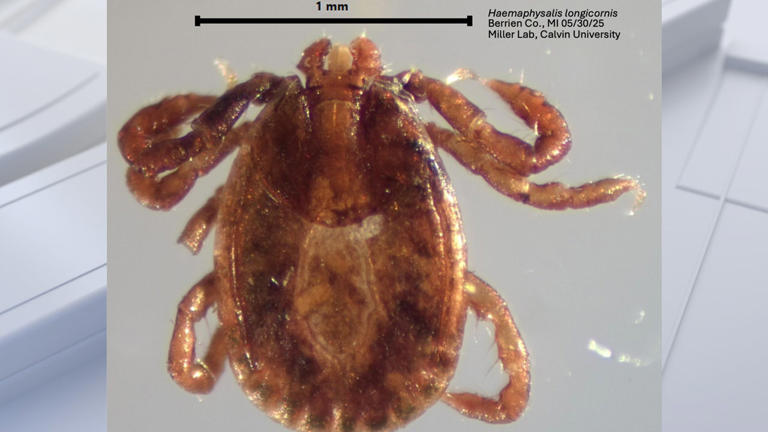 Species of tick never seen in Michigan discovered at state park -- What ...