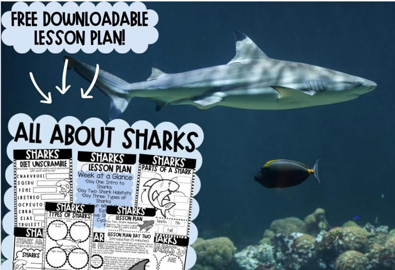 Welcome to Shark School: A 5-Day Ocean Animal Lesson Plan for Kids