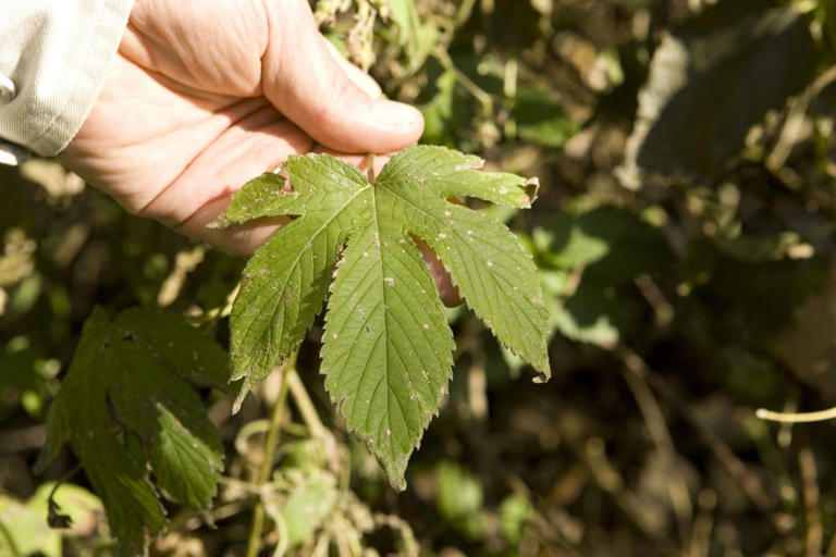 Cultivo de lúpulo en casa: guía completa, consejos y kits originales