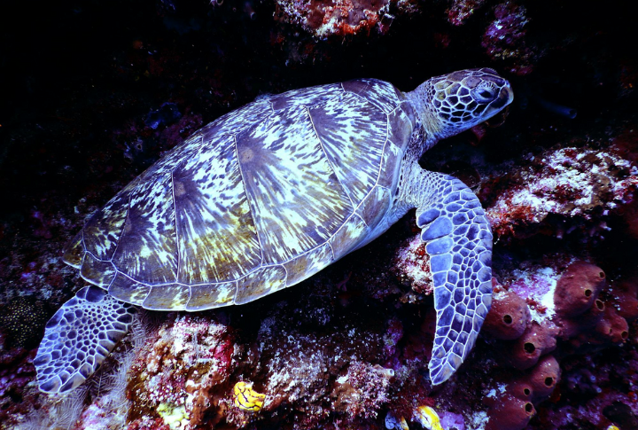 10 Animals That Carry Powerful Symbolism Around The World