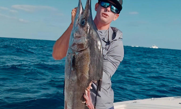 Bull sharks attack sailfish at boat, angler says Florida has 'real problem’