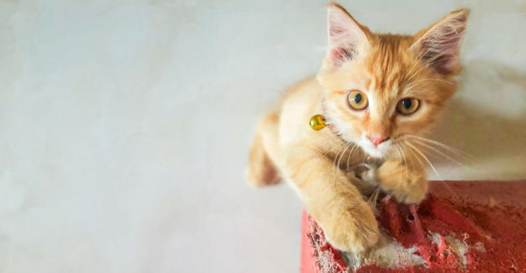 Därför biter katten dig – även när den verkar kelig