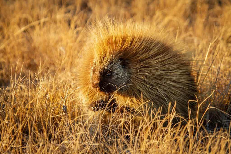 What Porcupines Eat and Their Dietary Habits