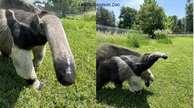 Giant anteater from California adjusting to new home at Garden City zoo