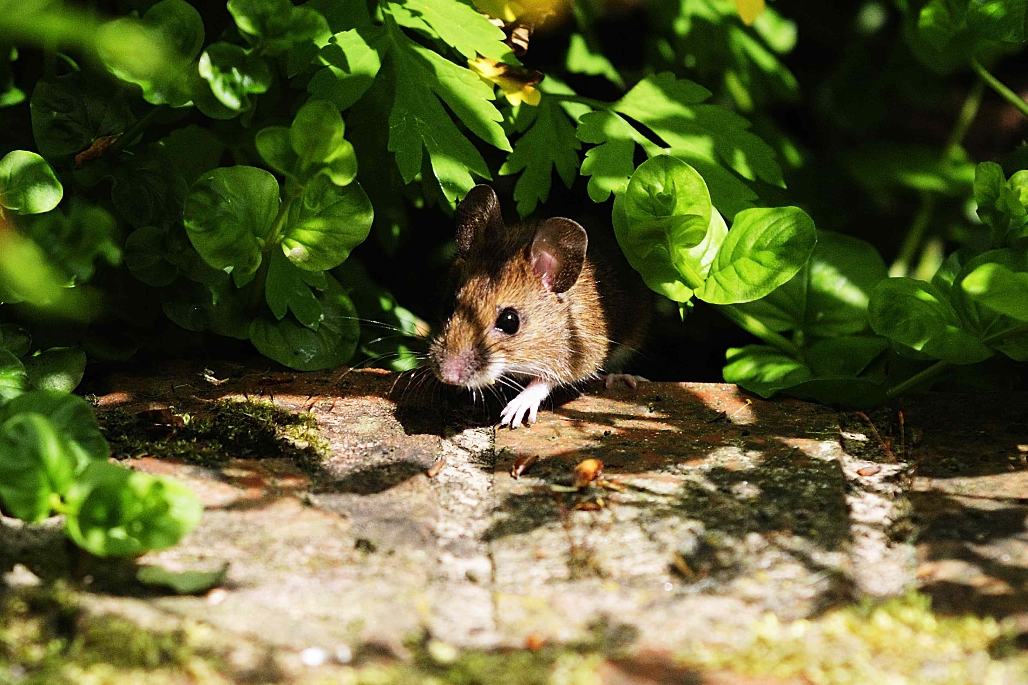 How to Get Rid of Field Mice Fast Before They Ruin Your Garden ...
