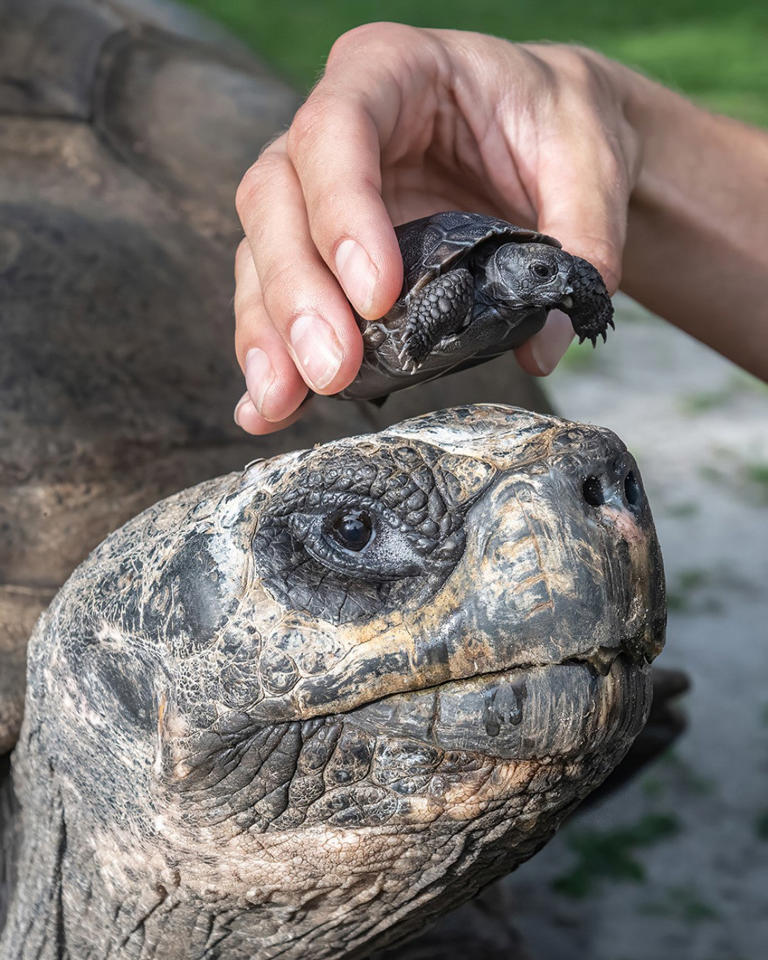 Giant tortoise celebrates his 135th birthday - and first Father’s Day ...