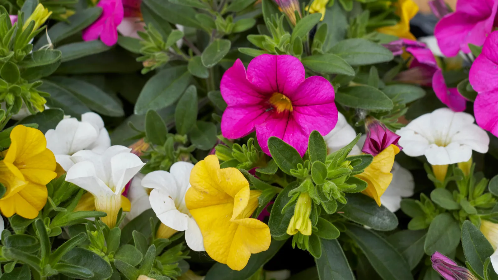 The secret to longer lasting petunia flowers in gardens and pots