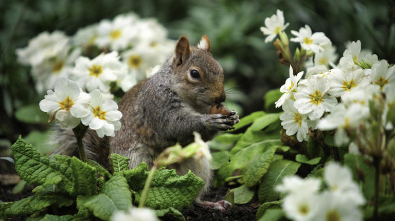 12 Pretty Flowers And Plants That Prevent Squirrels From Invading Your Yard
