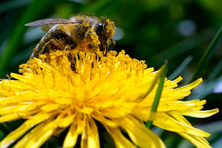National Pollinator Week: How to protect bees, other pollinators