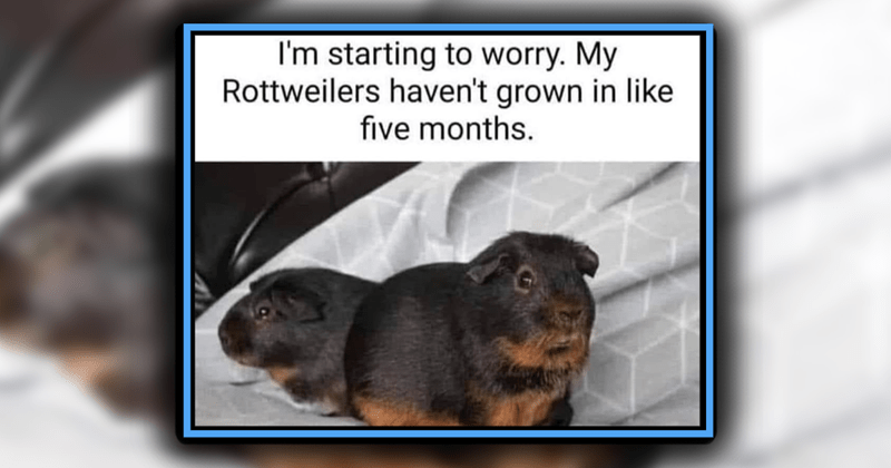 22 Heartwarming Animal Meme Moments to Remind You It’s Not All Bad