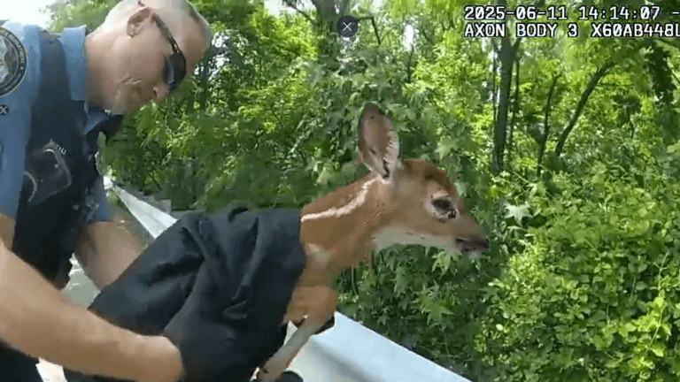Anne Arundel County police rescue injured fawn, now safe in a wildlife ...