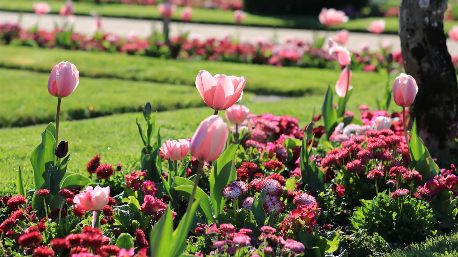 Planting these in your garden is like rolling out the welcome mat for ...