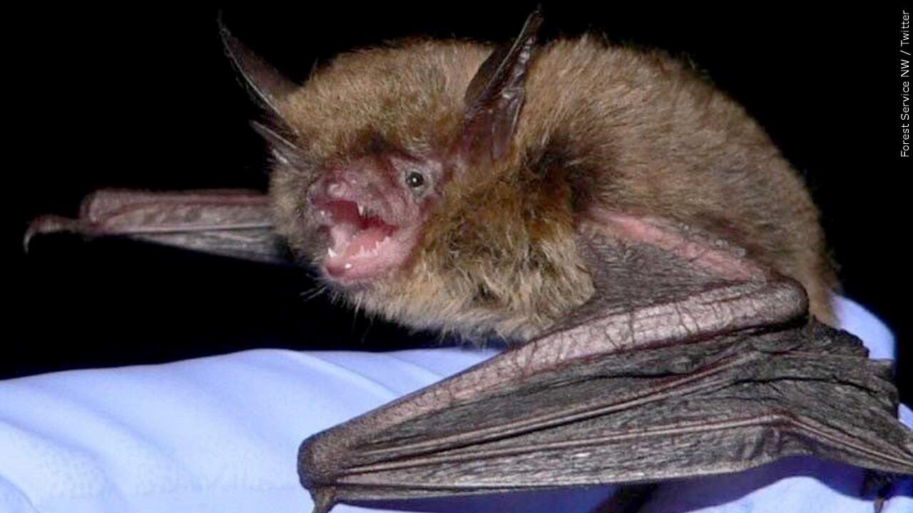 Health officials issue reminder how to protect yourself from bat bites ...
