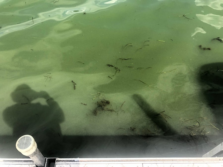 Harmful algal blooms confirmed in Conesus Lake: What you need to know ...