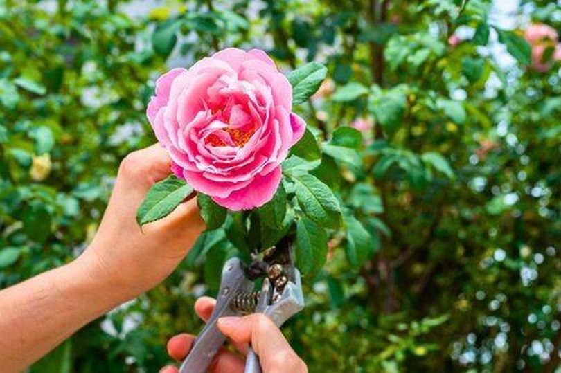Keep roses healthy and fungal-free with simple weekly task