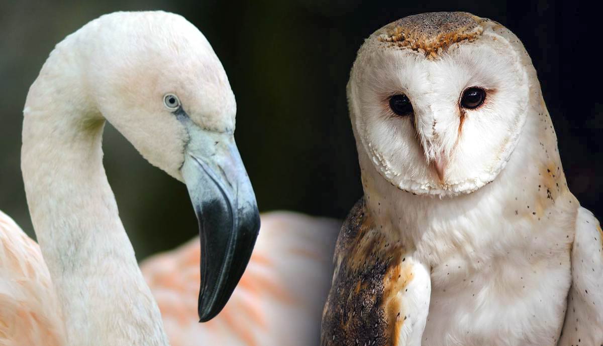 12 Fun Facts About Animals for Kids