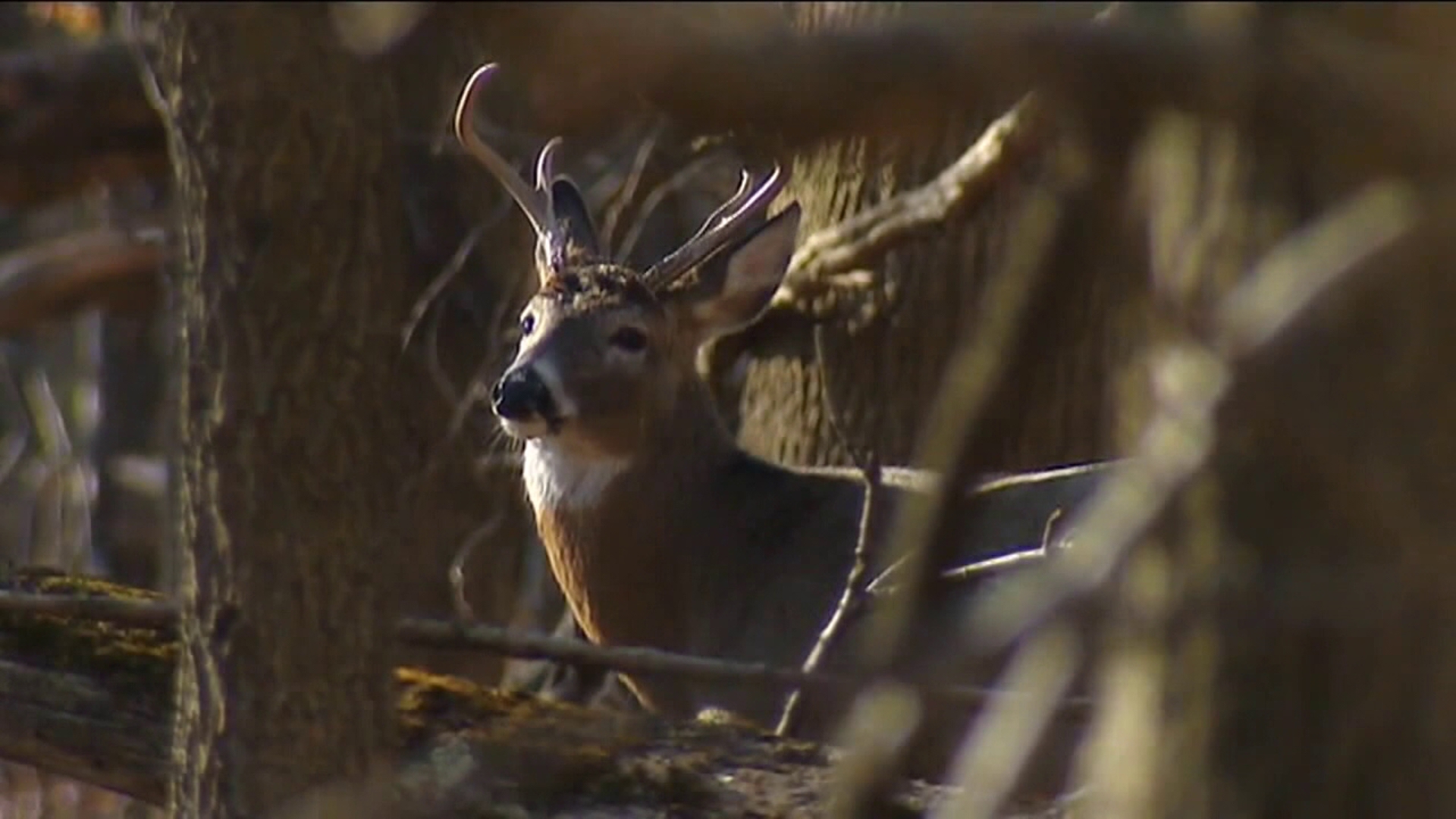 Potential change to the start of upcoming rifle deer hunting season