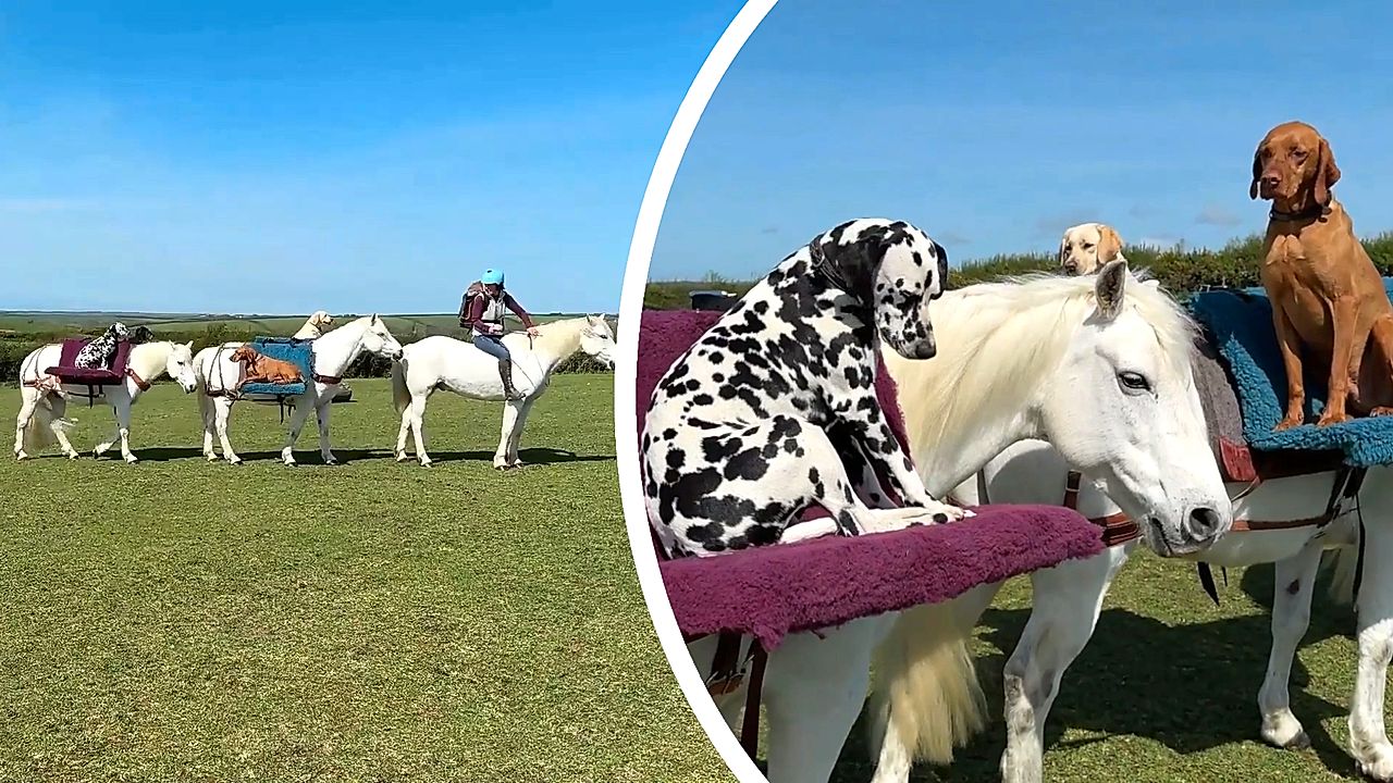 Animal squad! Adorable animal gang conquers countryside