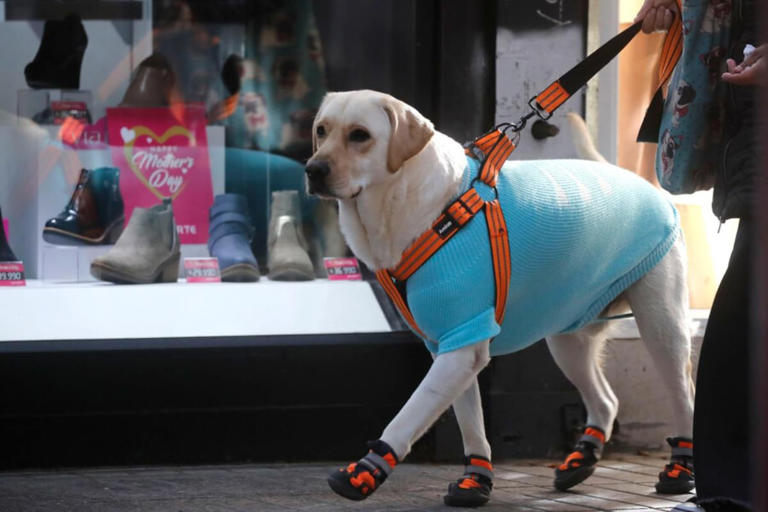 ¿Perros en la cama? Esto dice la ciencia