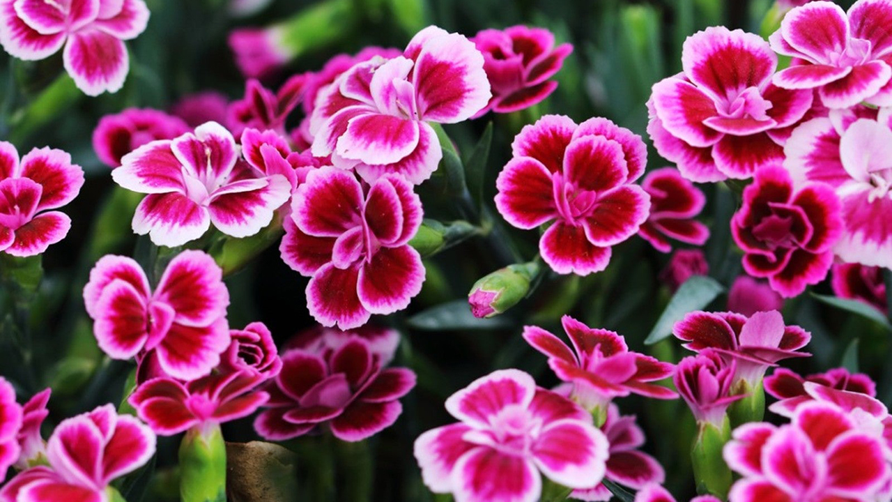 Pretty Pink Flowers That Create A Beautiful Romantic Garden