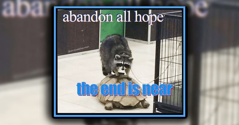 23 Unhinged Raccoon Memes Radiating Red Flag Energy