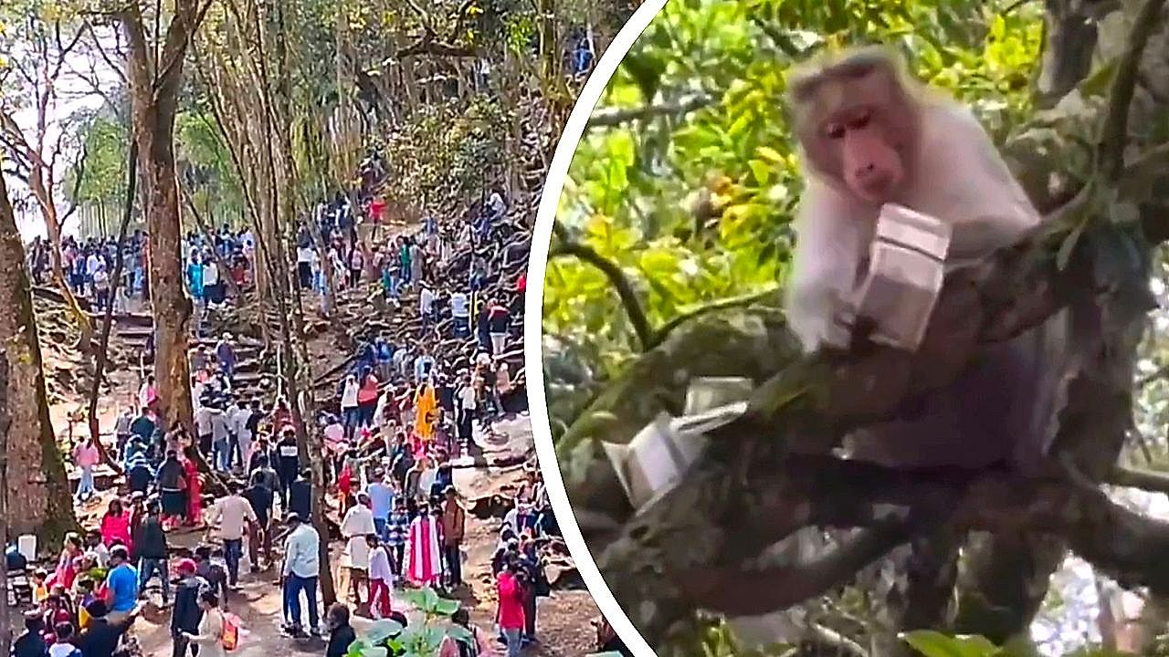 Monkey snatches cash, then makes it rain on tourists at Guna Caves