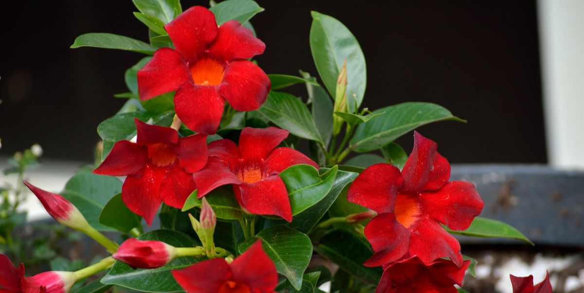 This Tropical Flowering Vine is Shockingly Easy to Care For