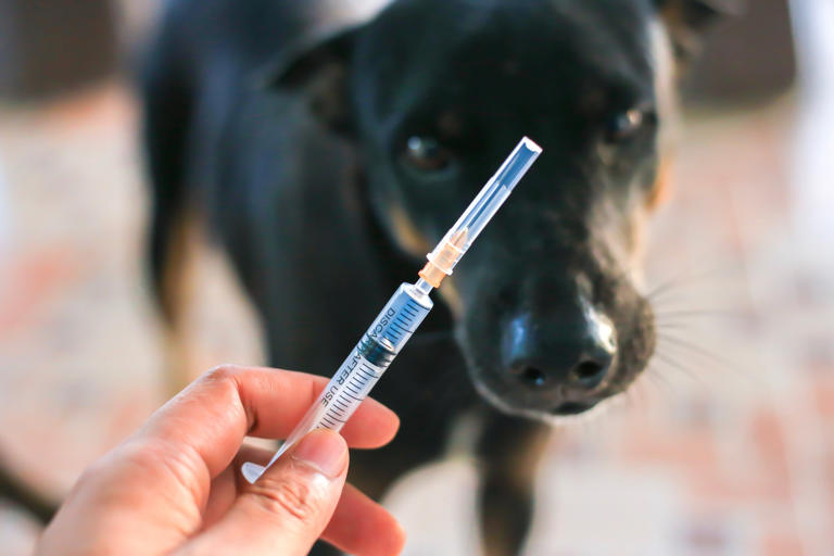 Brunswick Co. Sheriff’s Office hosting free pet vaccine events