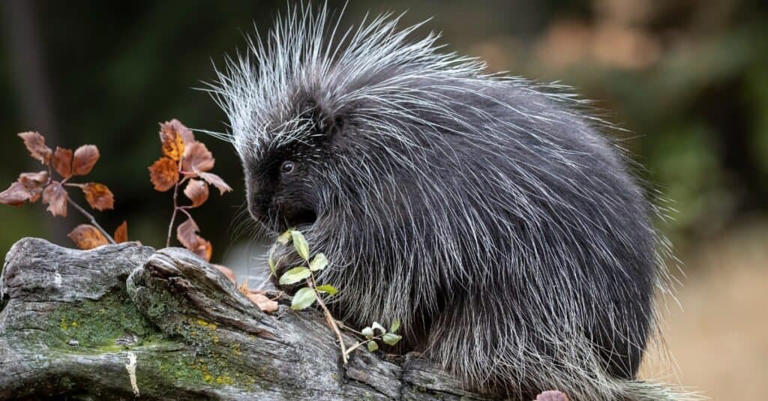 What Porcupines Eat and Their Dietary Habits
