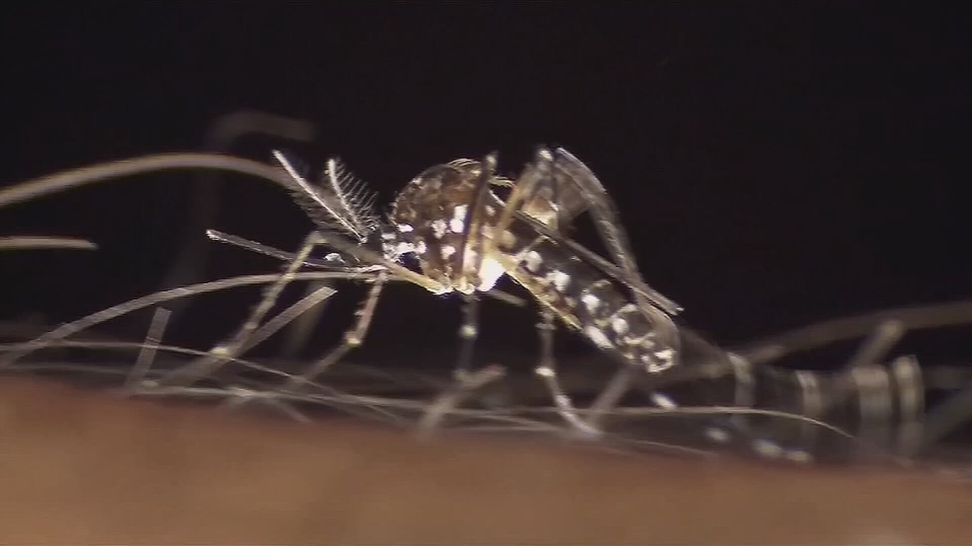Mosquito pools test positive for West Nile Virus in Ouachita Parish ...