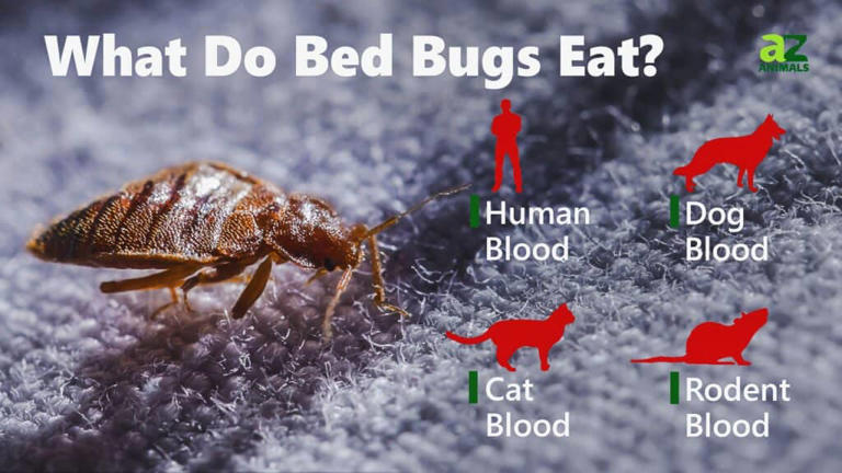 What Do Bed Bugs Eat?