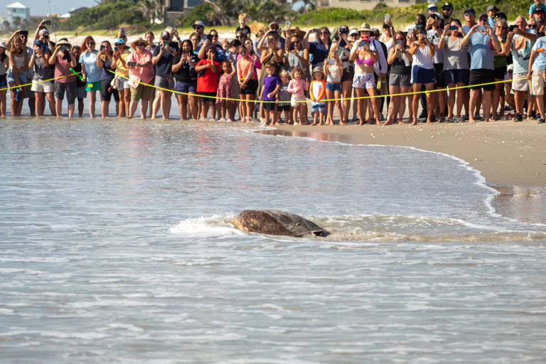 ‘Vader,’ the sea turtle released by Brevard Zoo back into the ocean.