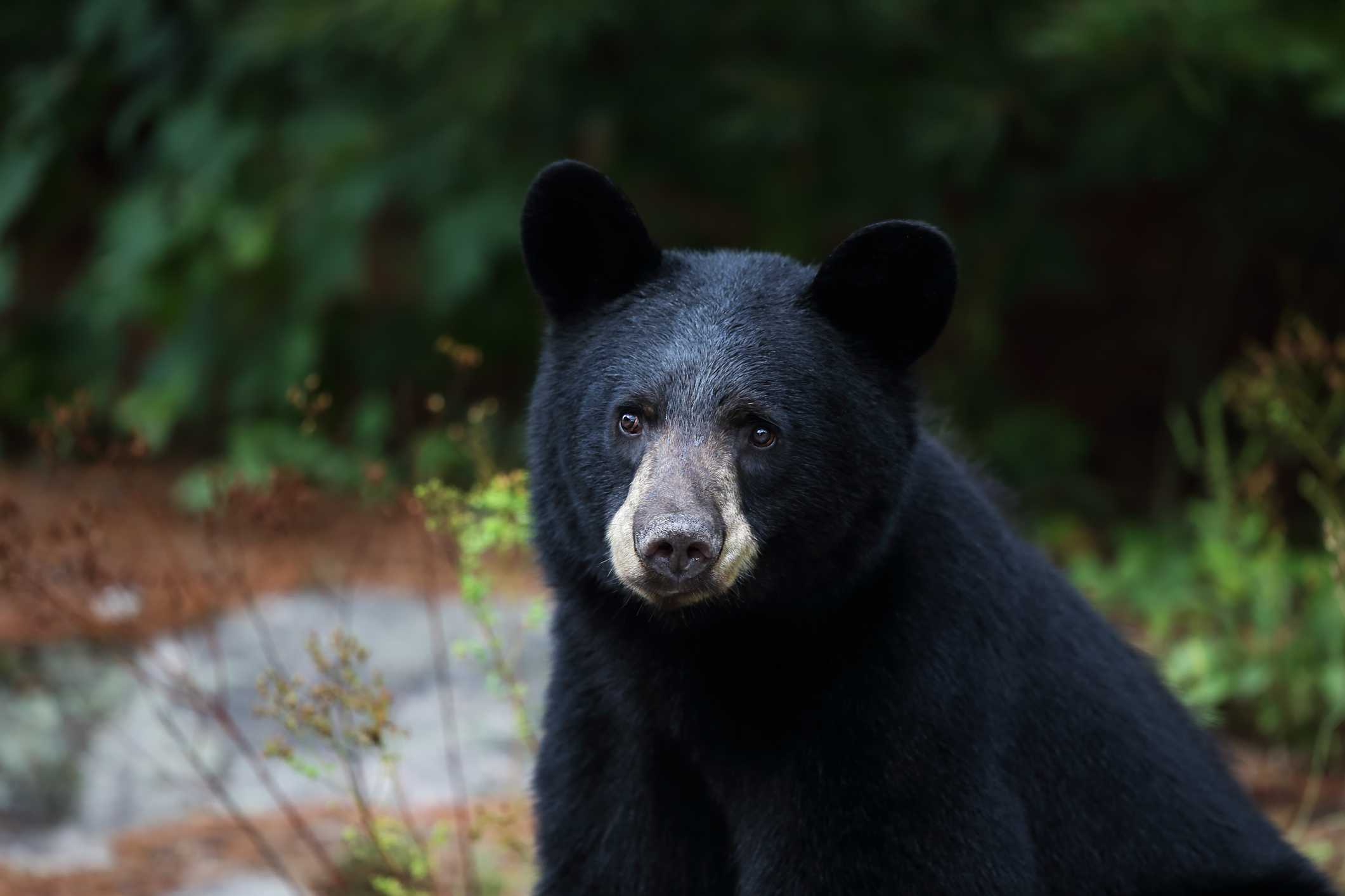 Black bear spotted in Clinton County? Posts go viral amid reported ...