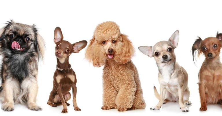 Discover 10 Adorable Types of Toy Dog Breeds