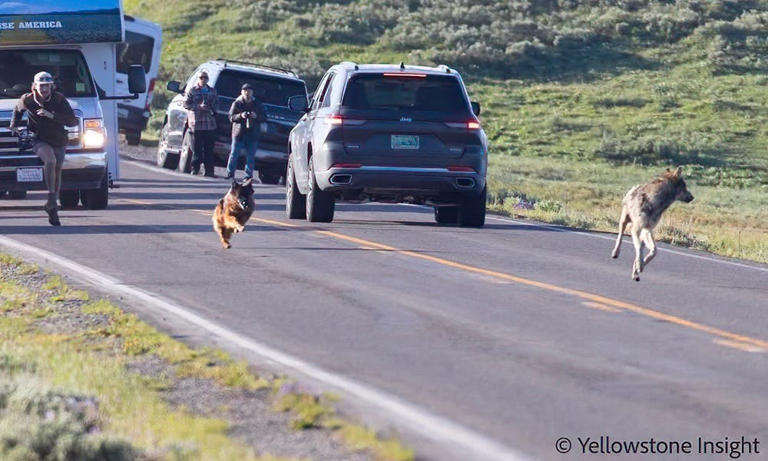 Tense moments as German Shepherd leaps from vehicle to chase wolf in ...