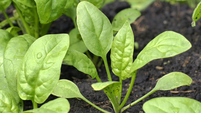 Cómo elegir la maceta perfecta para cada planta: guía completa y práctica