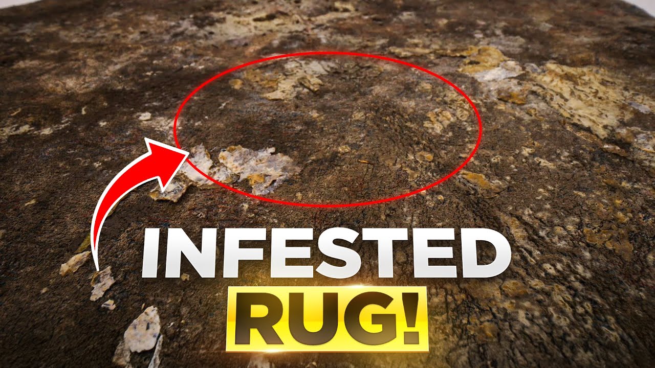 Grease & Maggots… This Rug Was Alive!