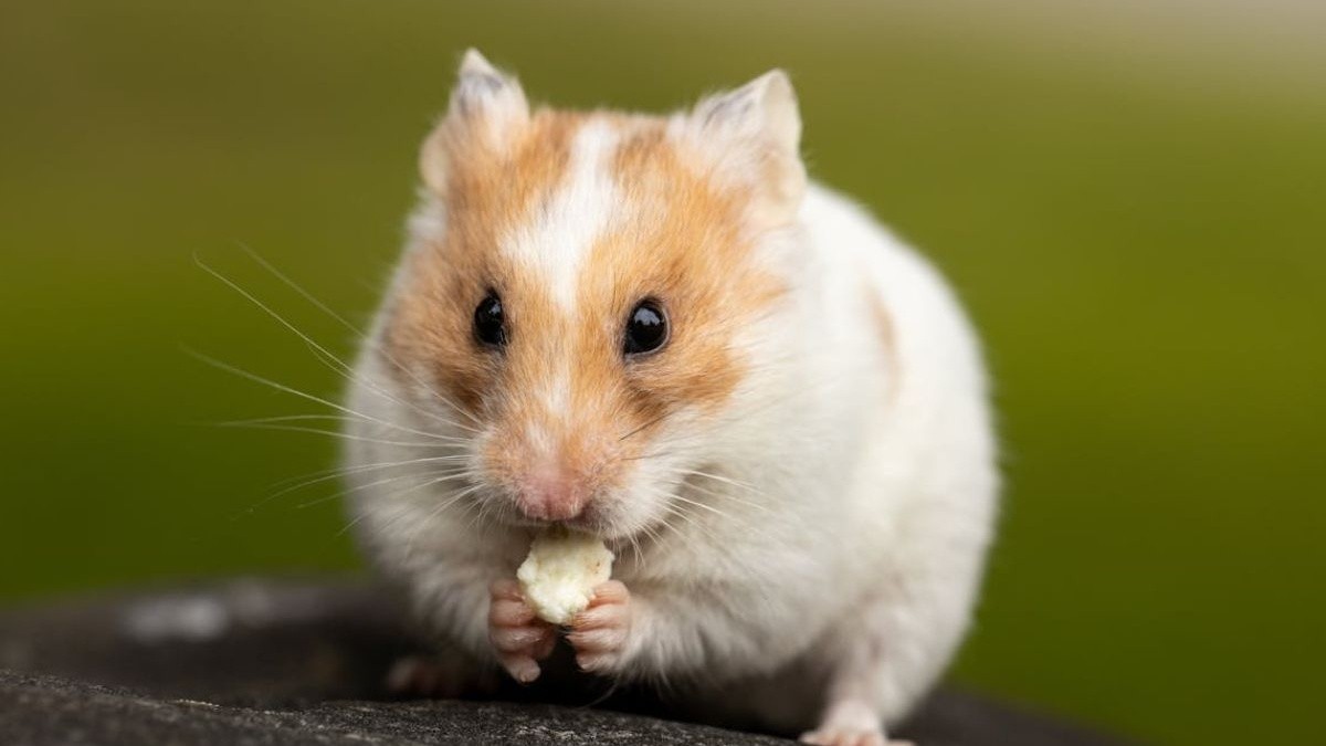 8 things you should know before bringing a hamster home