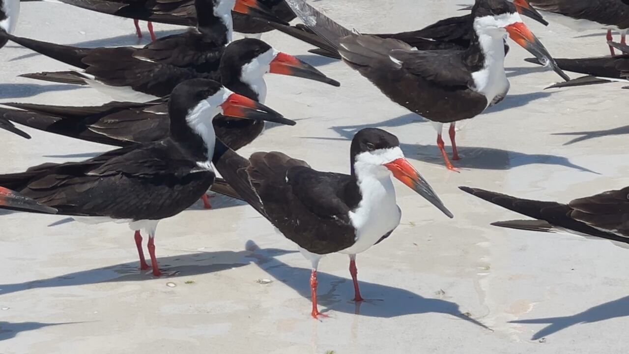 Black Skimmers arrive on the Suncoast