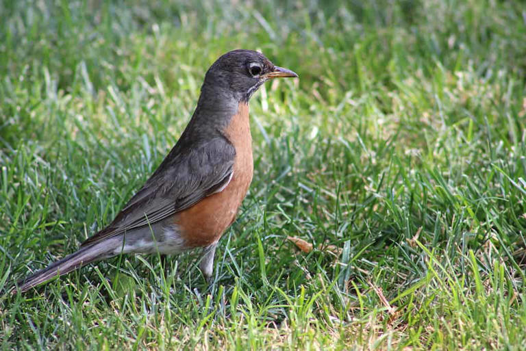 Dietary Habits of Robins: How Seasonal Changes Influence Their Food Choices